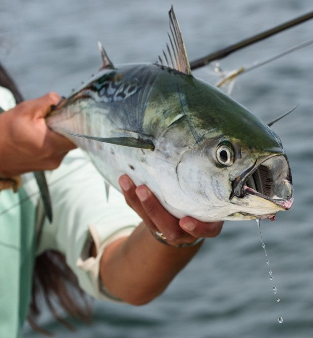 Little Tunny Trouble | Cheeky Fishing - Cheeky Fishing