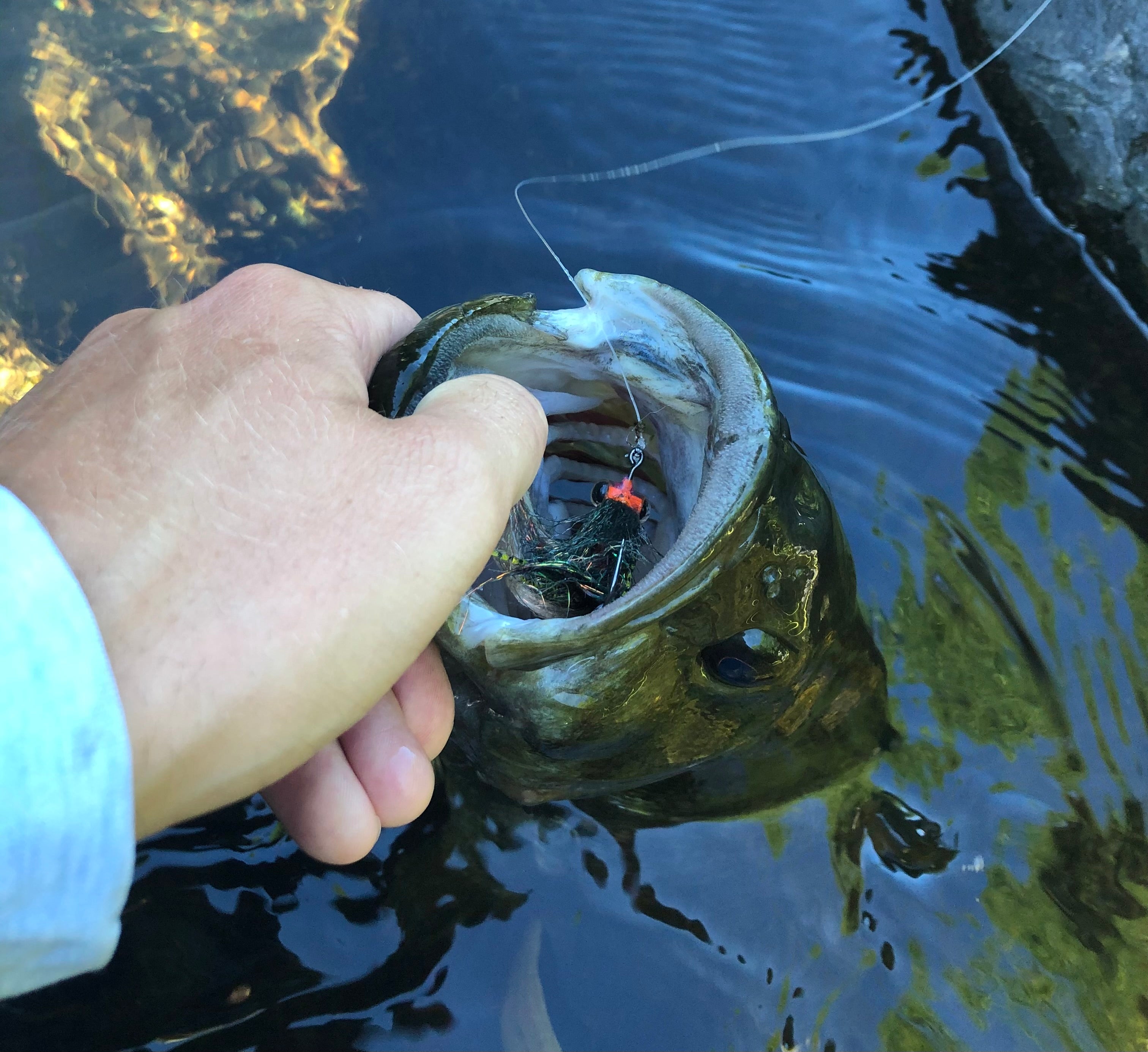 Guide to River Smallmouth Bass - Cheeky Fishing