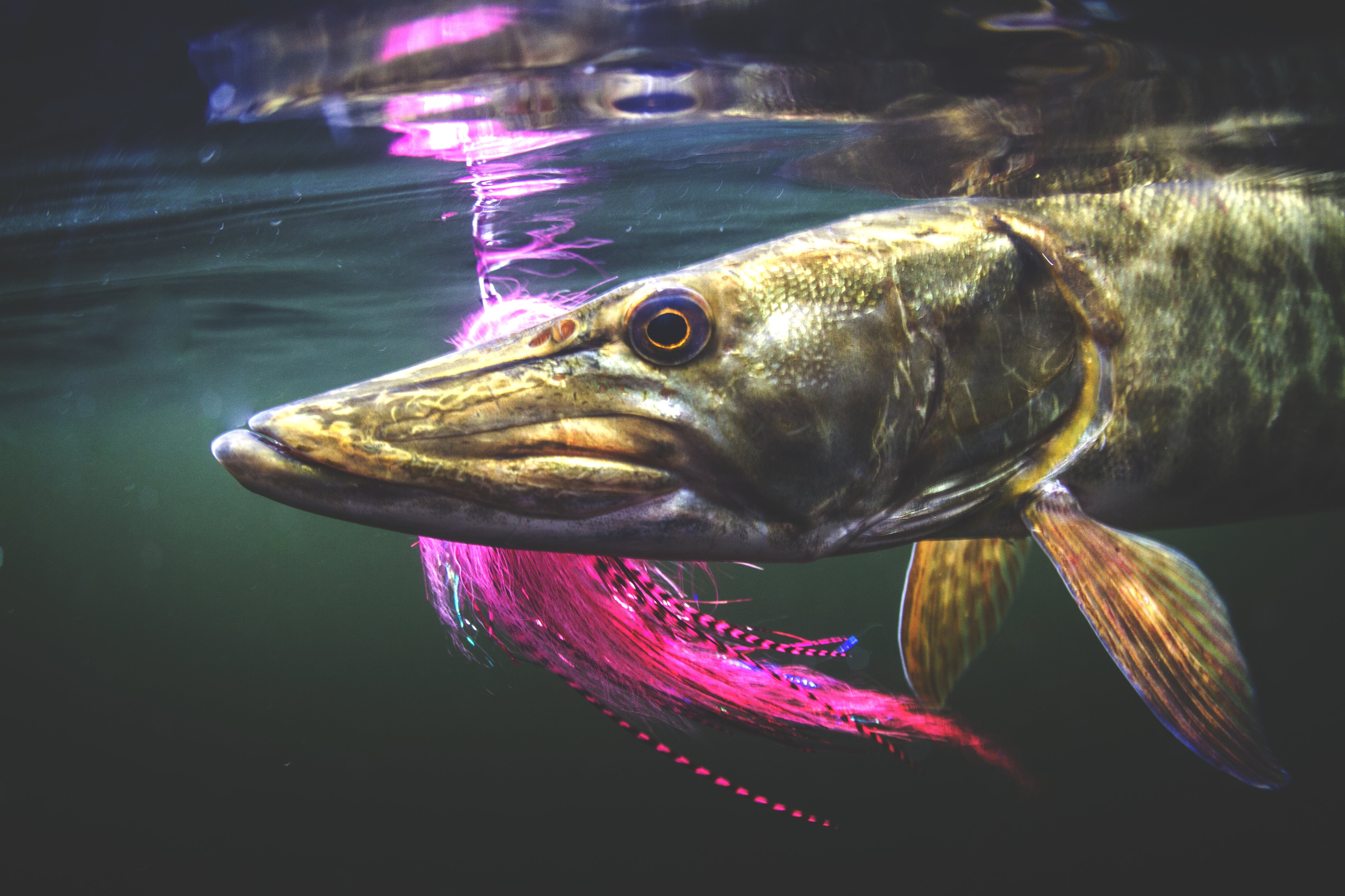 The Fish of 10,000 Casts - Cheeky Fishing